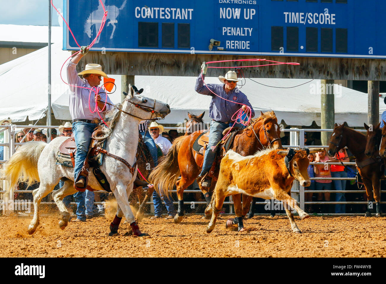 Cowboy lasso calf hi-res stock photography and images - Alamy