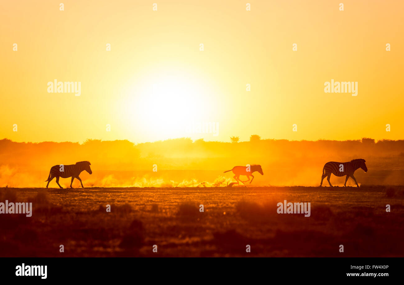 Zebra baby running hi-res stock photography and images - Alamy