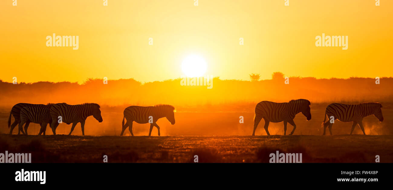 Zebra at sunset in Botswana, Africa with beautiful sunset light Stock ...