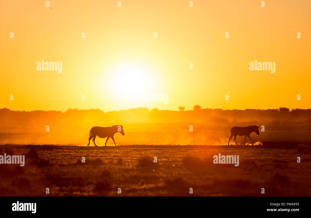 Zebra at sunset in Botswana, Africa with beautiful sunset light Stock ...