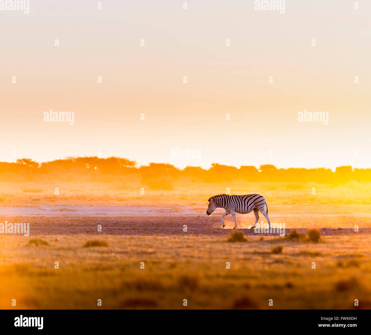 Zebra at sunset in Botswana, Africa with beautiful sunset light Stock ...