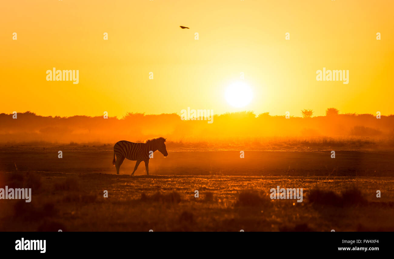Zebra at sunset in Botswana, Africa with beautiful sunset light Stock ...