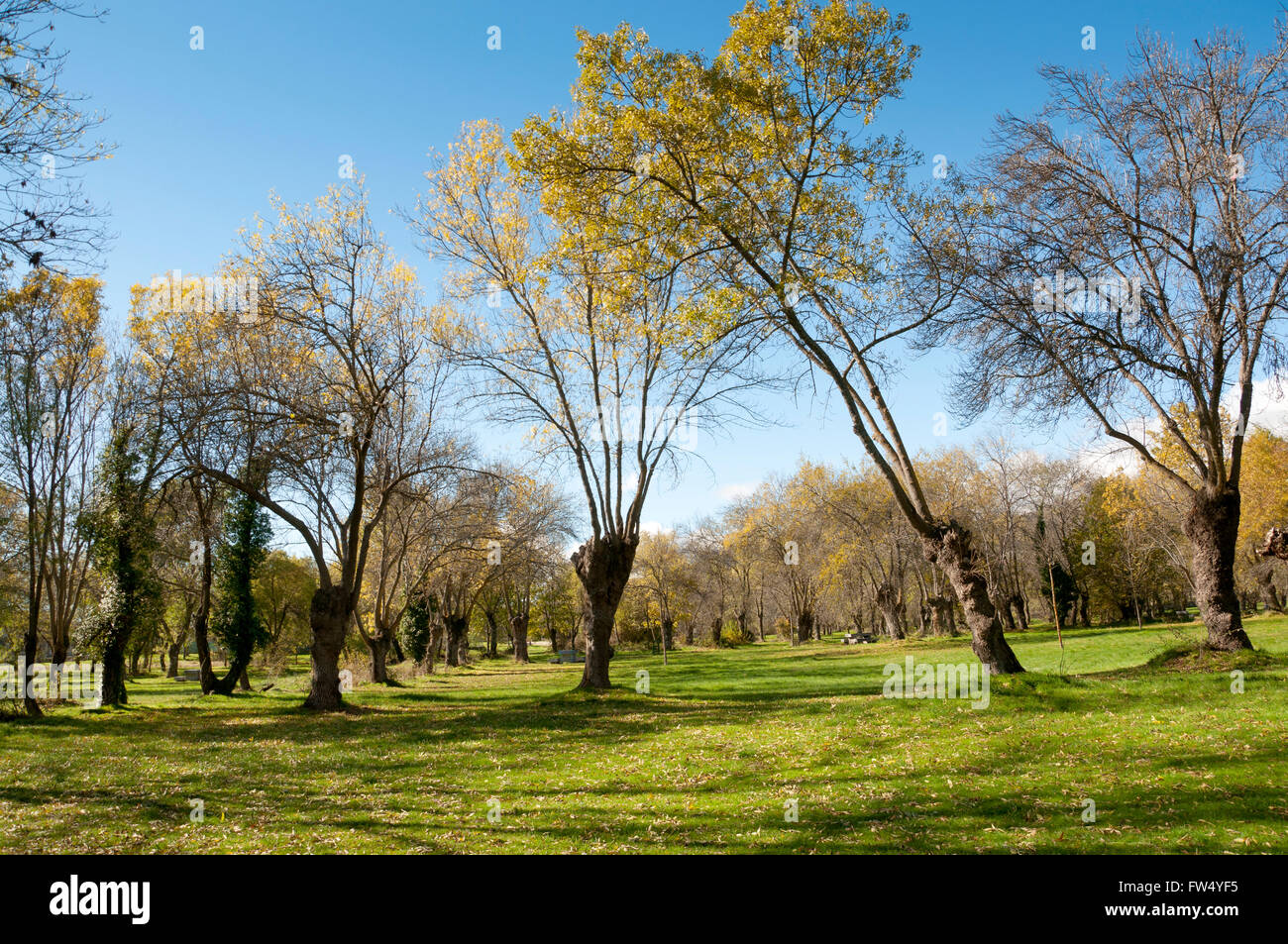 Fraxinus angustifolia hi-res stock photography and images - Alamy