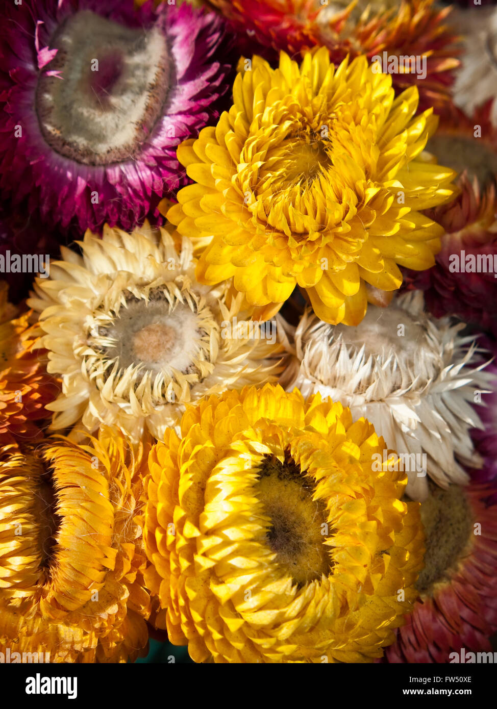 Bouquet of dry straw flower Stock Photo - Alamy
