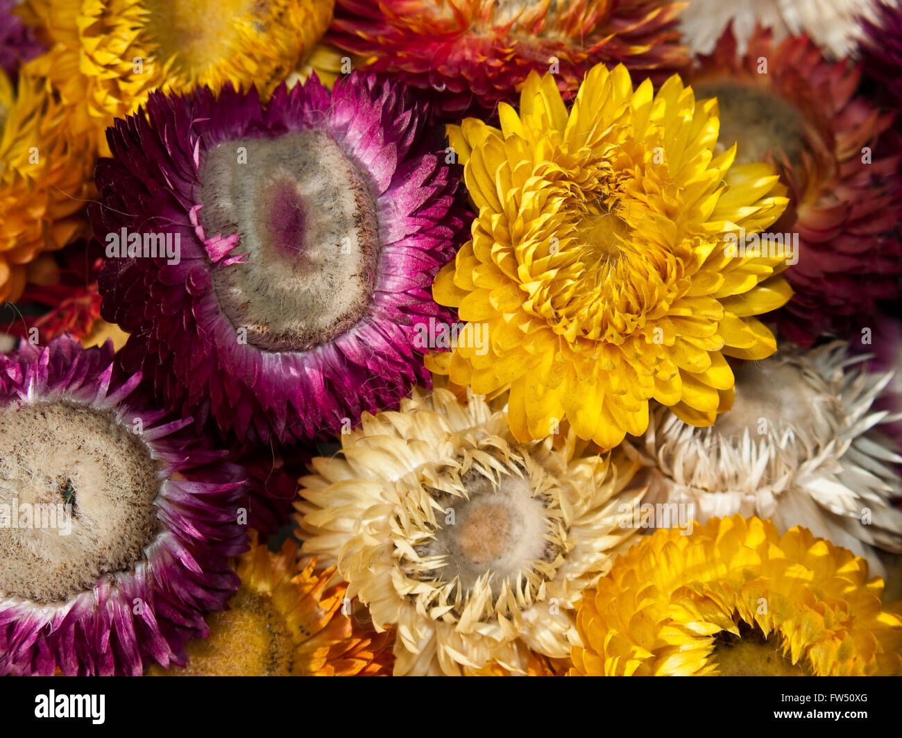 Bouquet of dry straw flower Stock Photo - Alamy