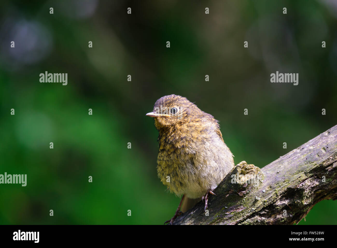 Young robin bird hi-res stock photography and images - Alamy