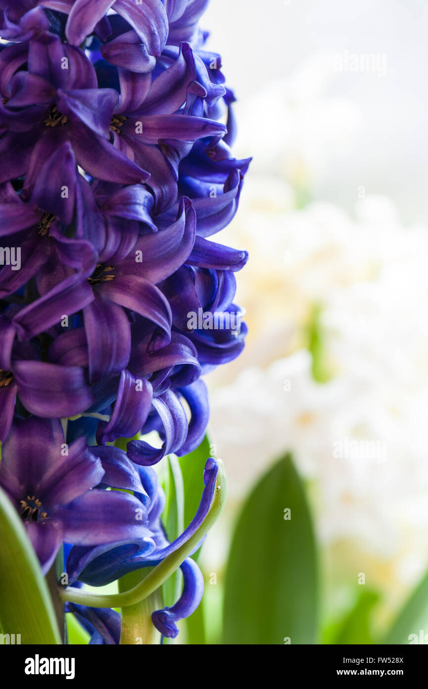 Blue hyacinth houseplant hi-res stock photography and images - Alamy