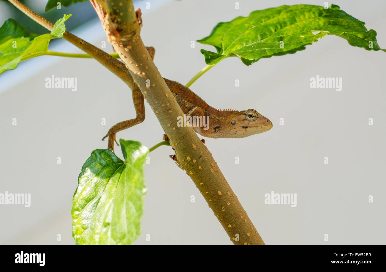 Native to tropical climate hi-res stock photography and images - Alamy