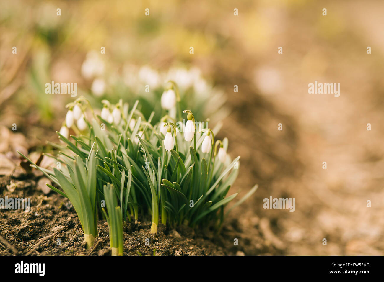 First spring flowers, snowdrops Stock Photo - Alamy