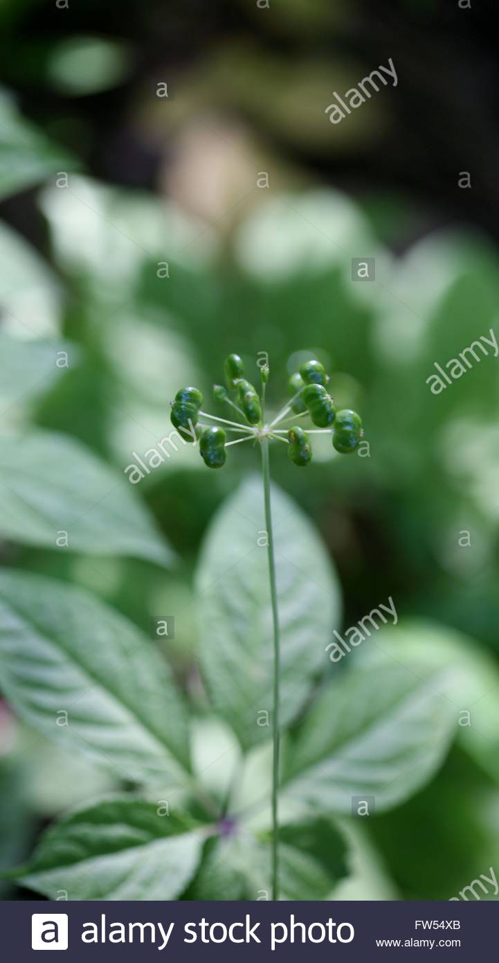 Camphor Plant Stock Photos & Camphor Plant Stock Images - Alamy