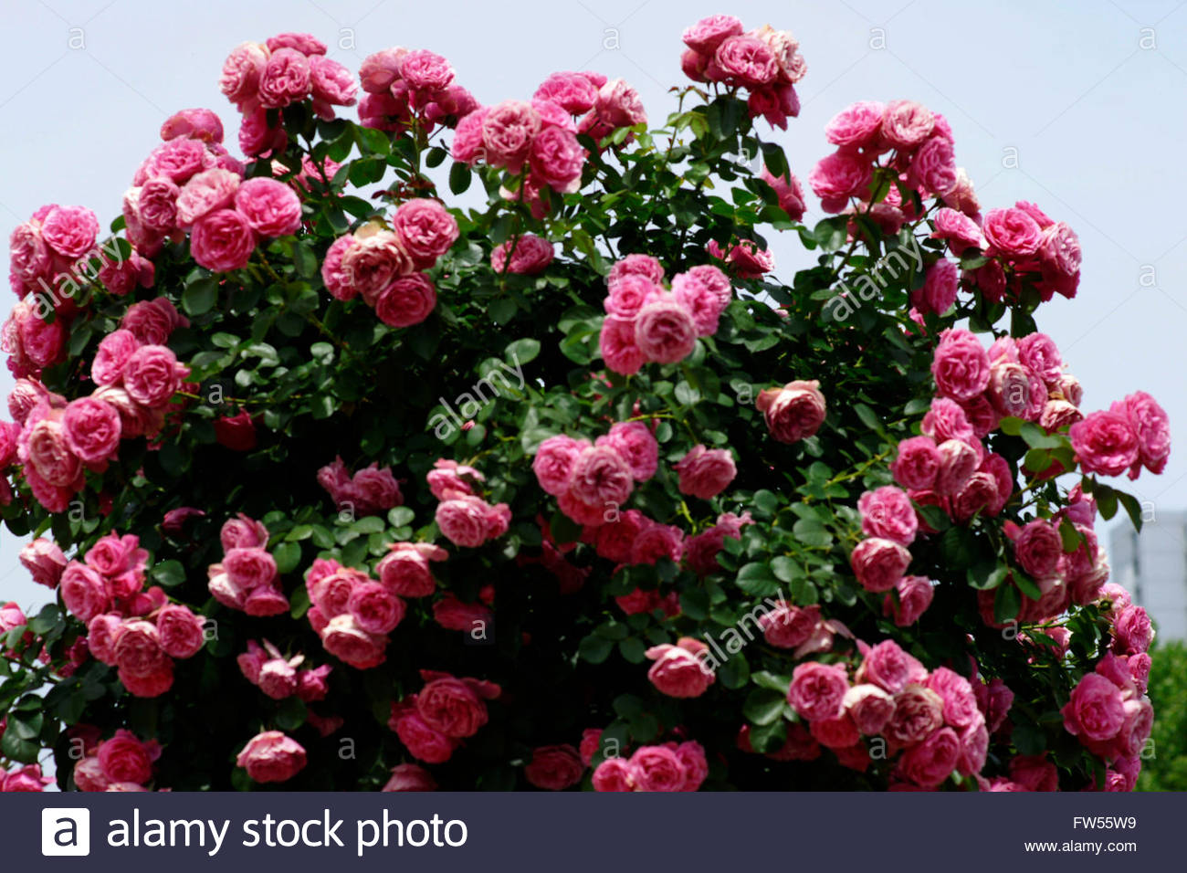 Rose Leonardo Da Vinci Stock Photos & Rose Leonardo Da Vinci Stock ...
