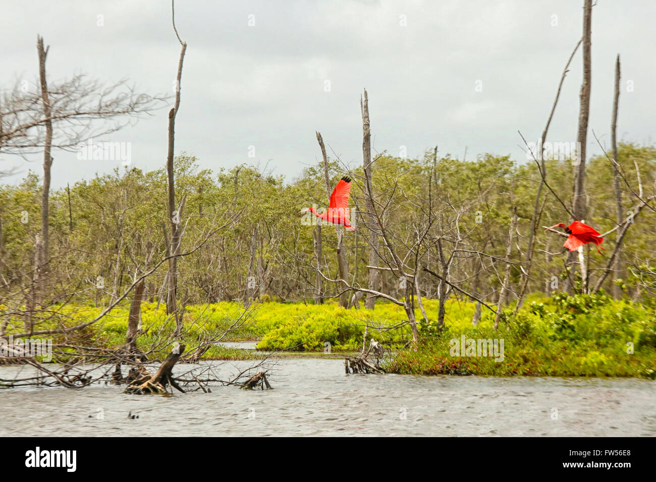 Two vibrant red birds hi-res stock photography and images - Alamy