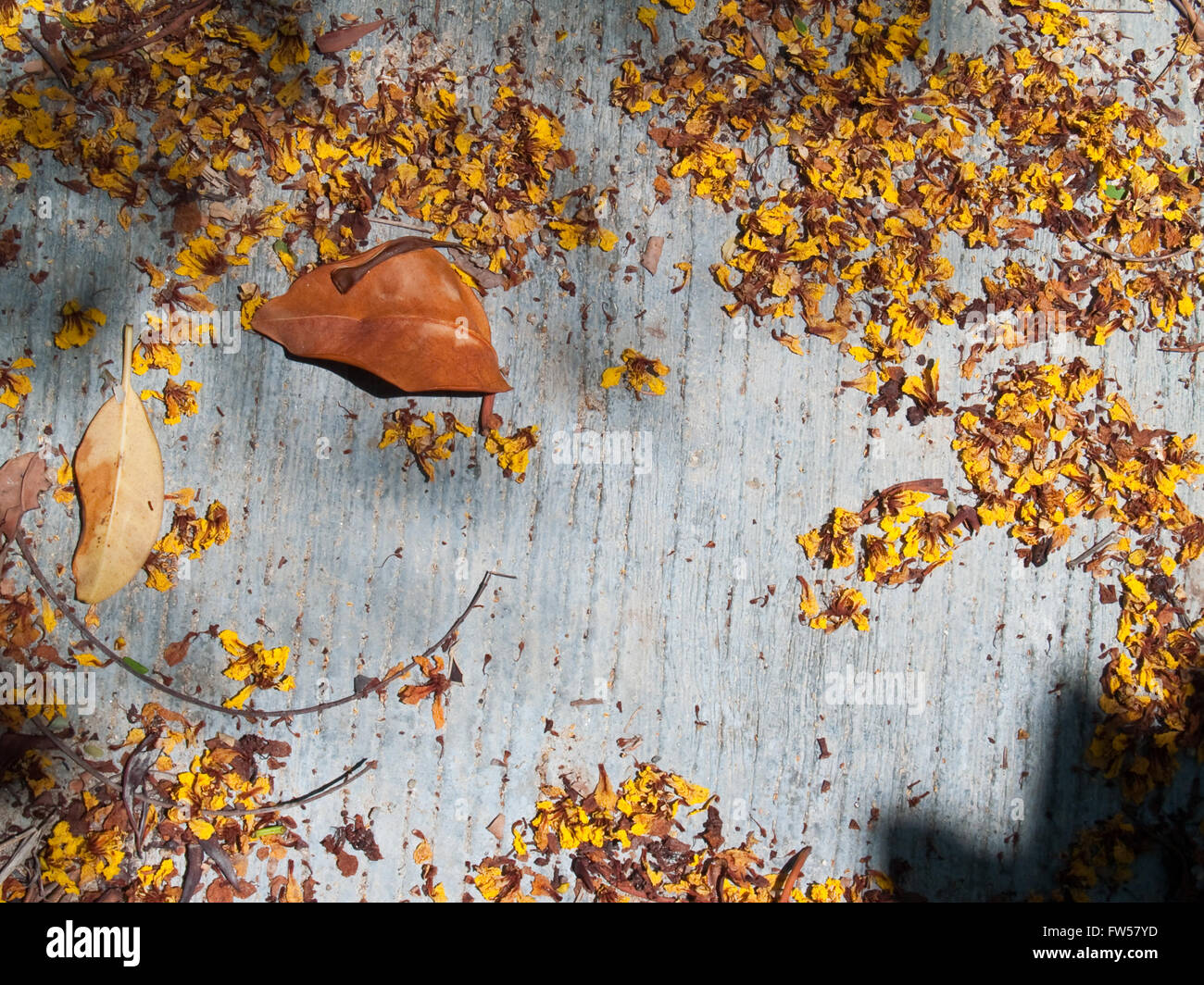 Dry foliage and dry flower on road Stock Photo - Alamy