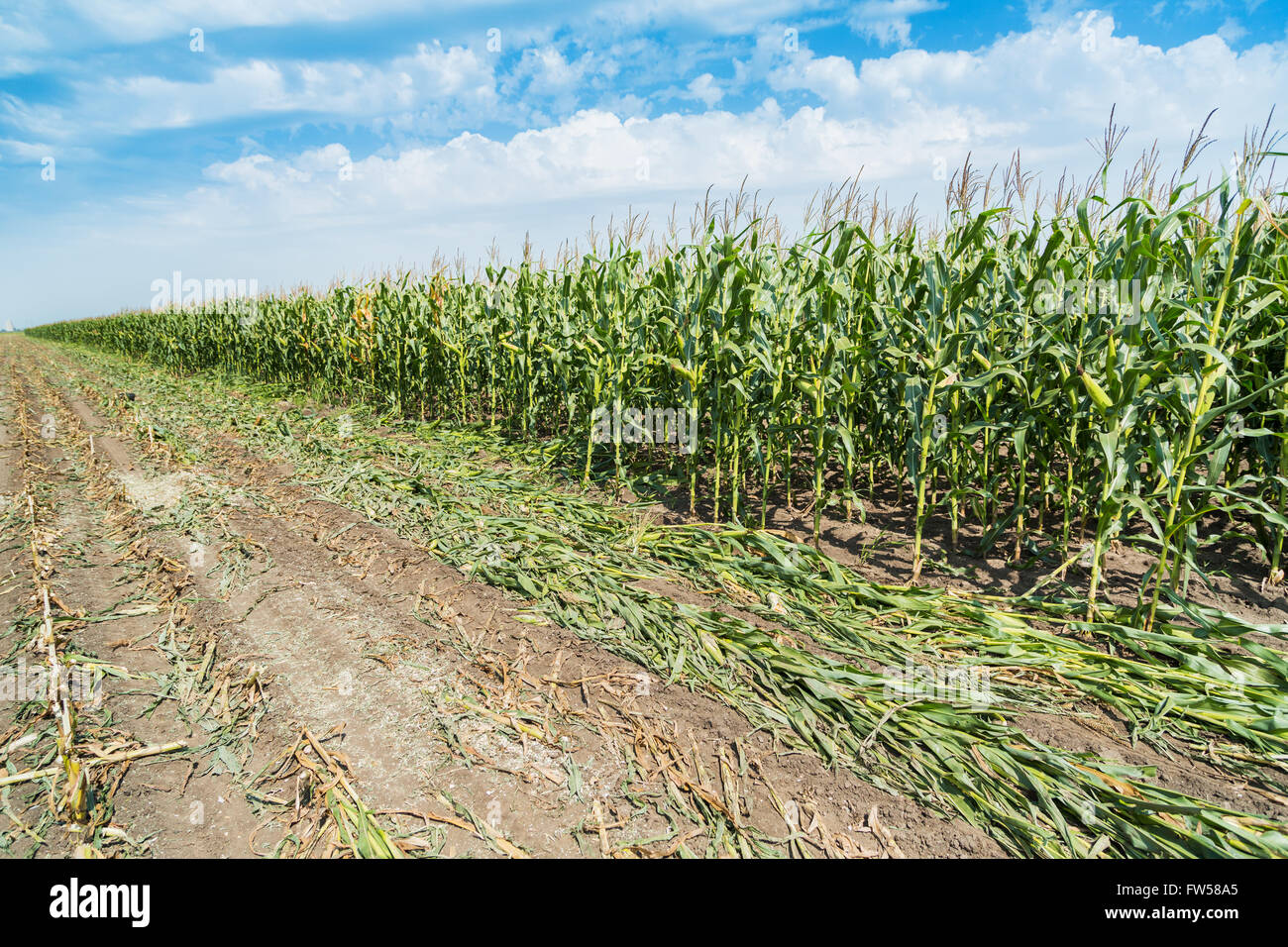 Green maize on stem hi-res stock photography and images - Alamy