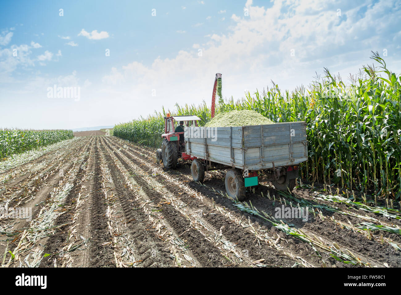 Maize silage hi-res stock photography and images - Alamy