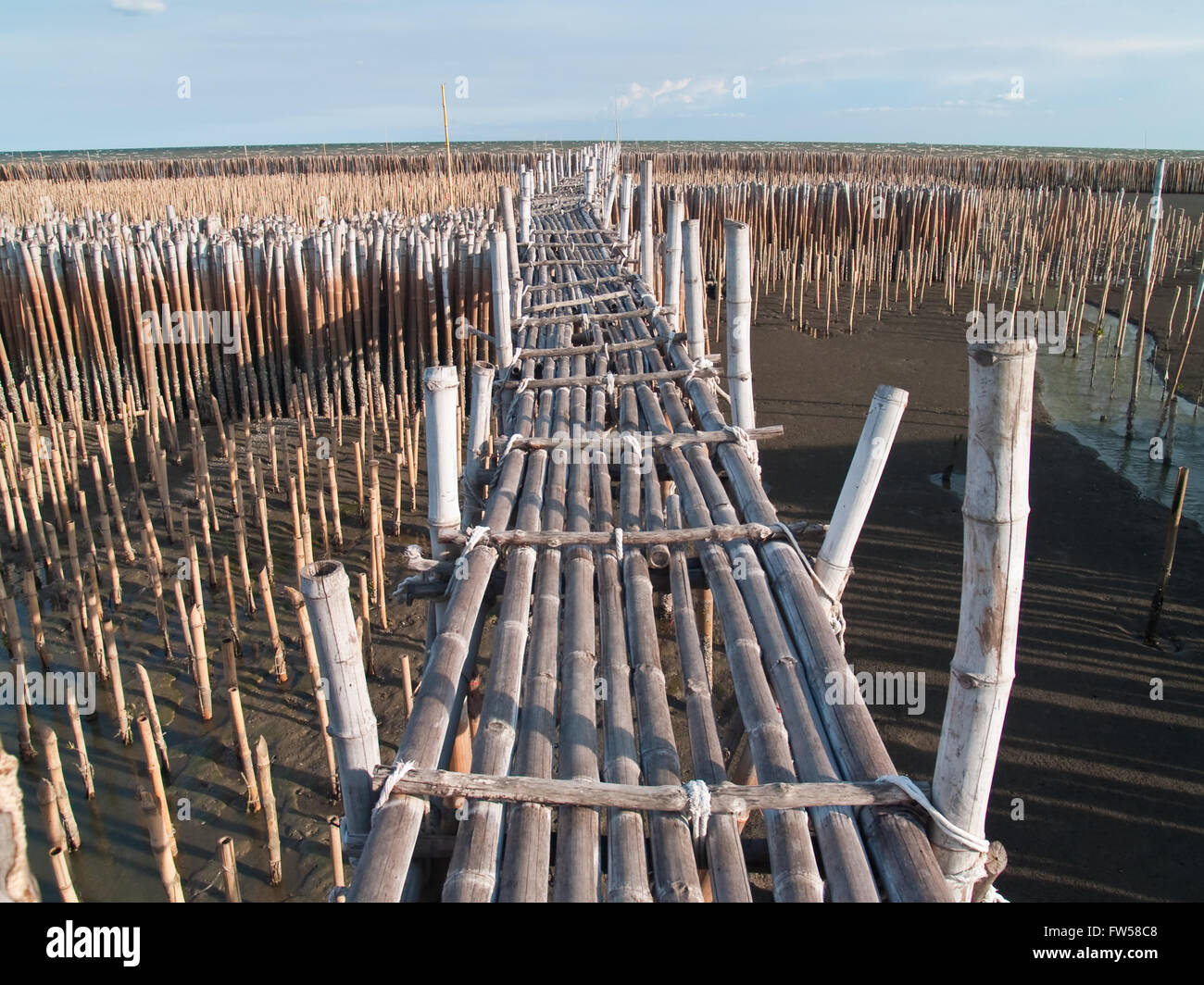 Bamboo bridge and bamboo field Stock Photo - Alamy