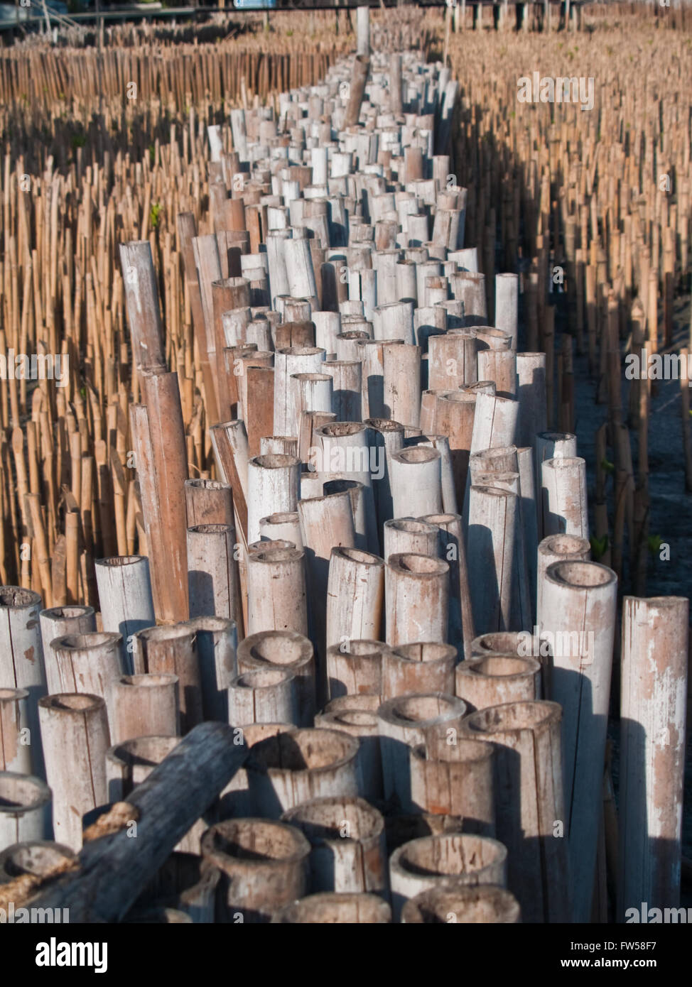 Field of bamboo tube Stock Photo - Alamy