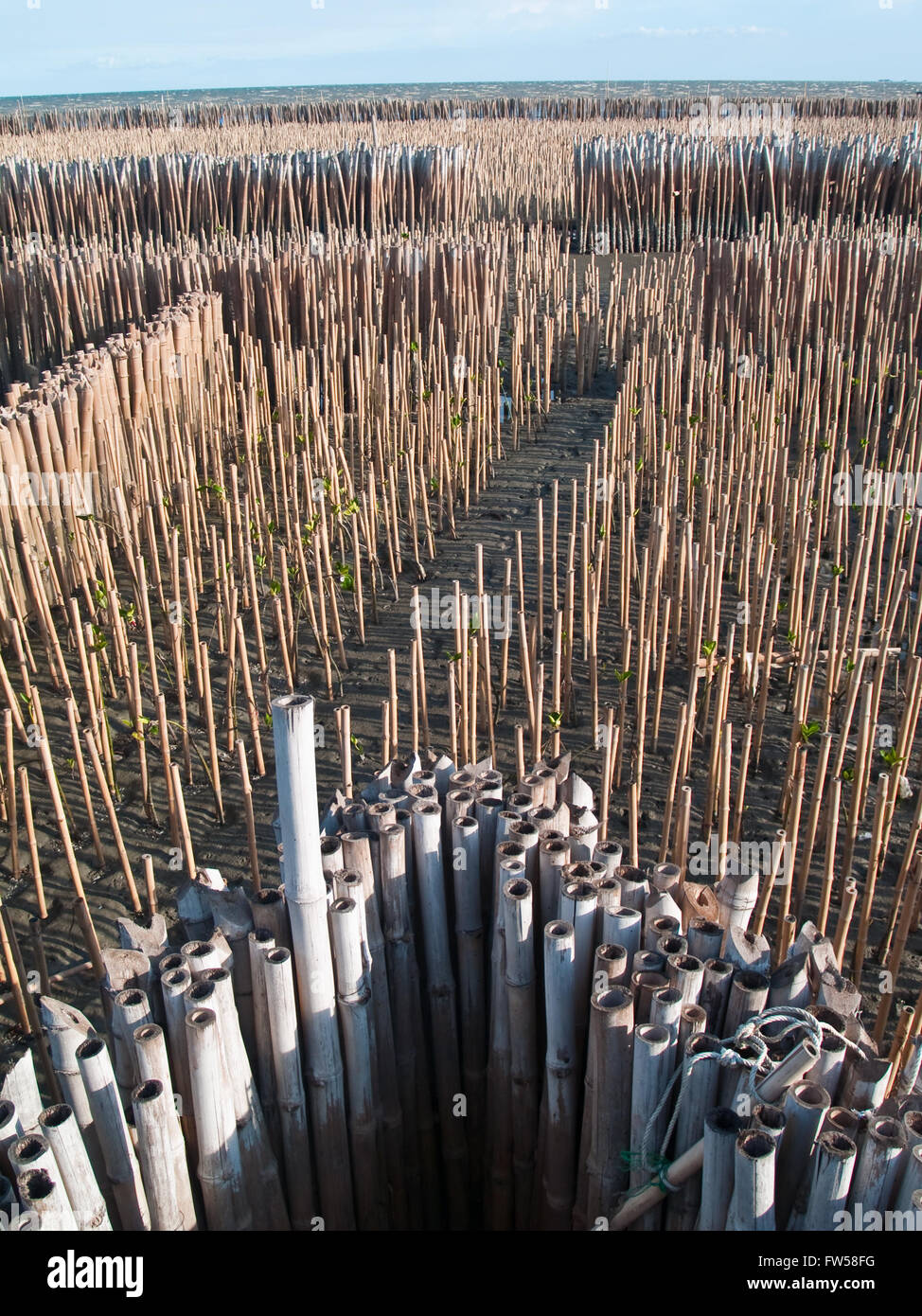 Field of bamboo tube Stock Photo - Alamy