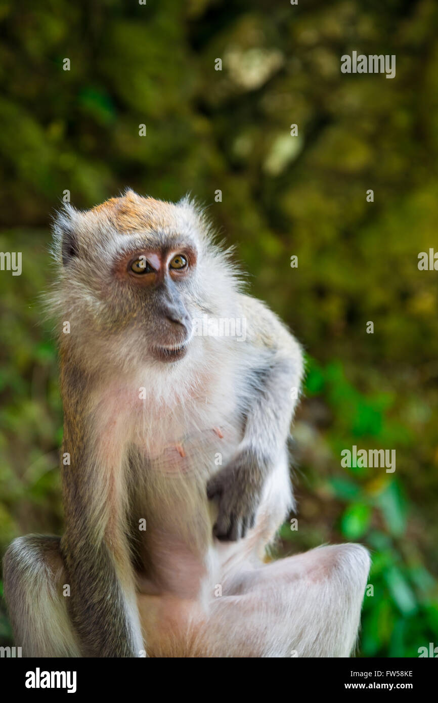 Chest hairy portrait hi-res stock photography and images - Alamy