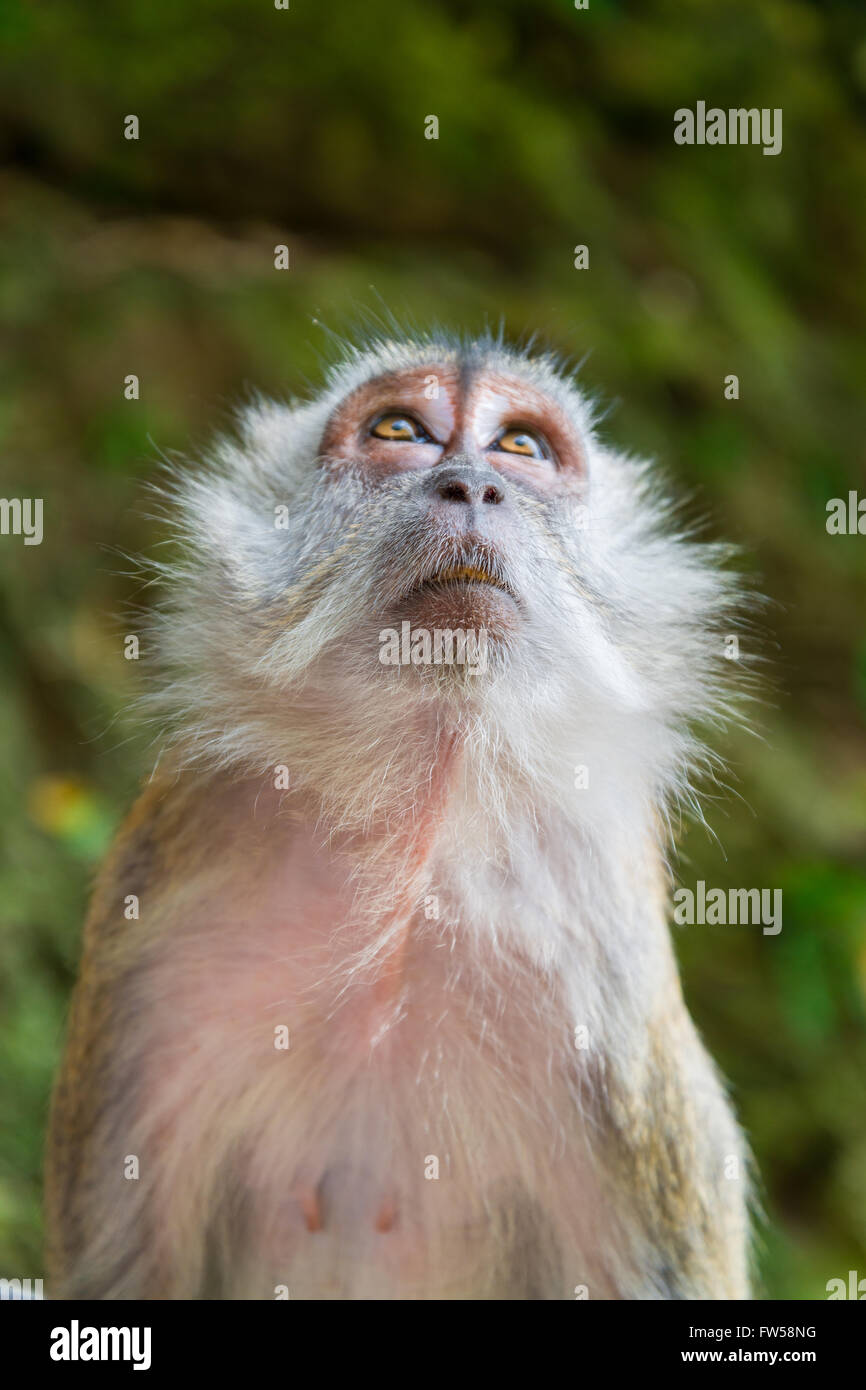 Monkey look up Stock Photo - Alamy