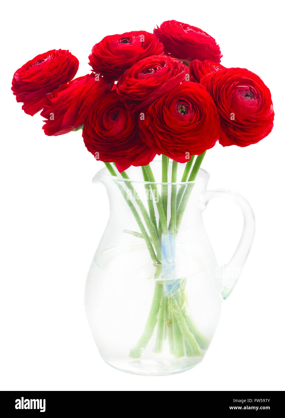 red ranunculus flowers Stock Photo - Alamy