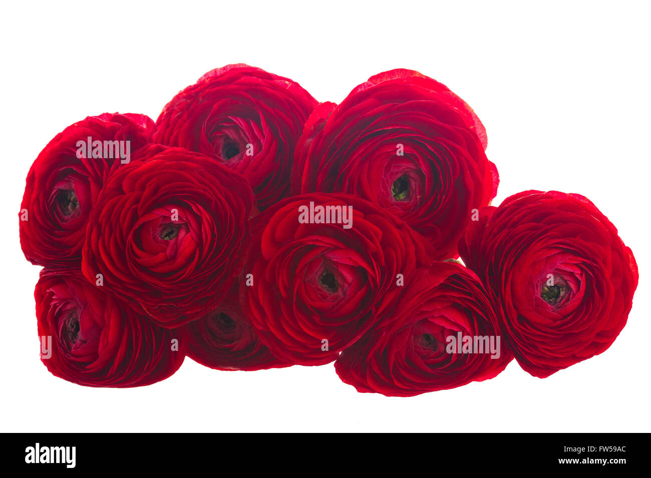 red ranunculus flowers Stock Photo - Alamy