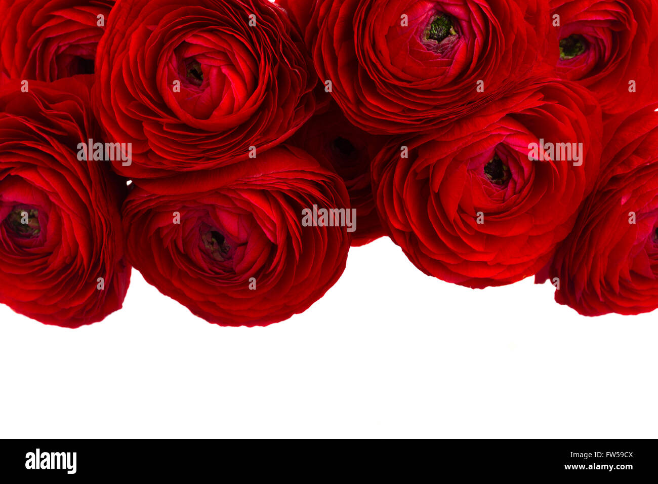 red ranunculus flowers Stock Photo - Alamy