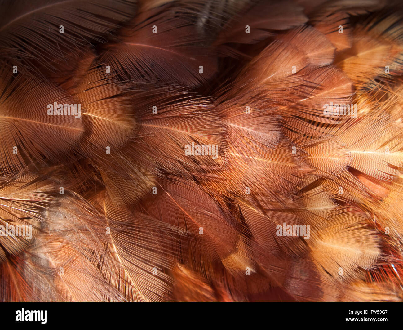 Brush feather hi-res stock photography and images - Alamy