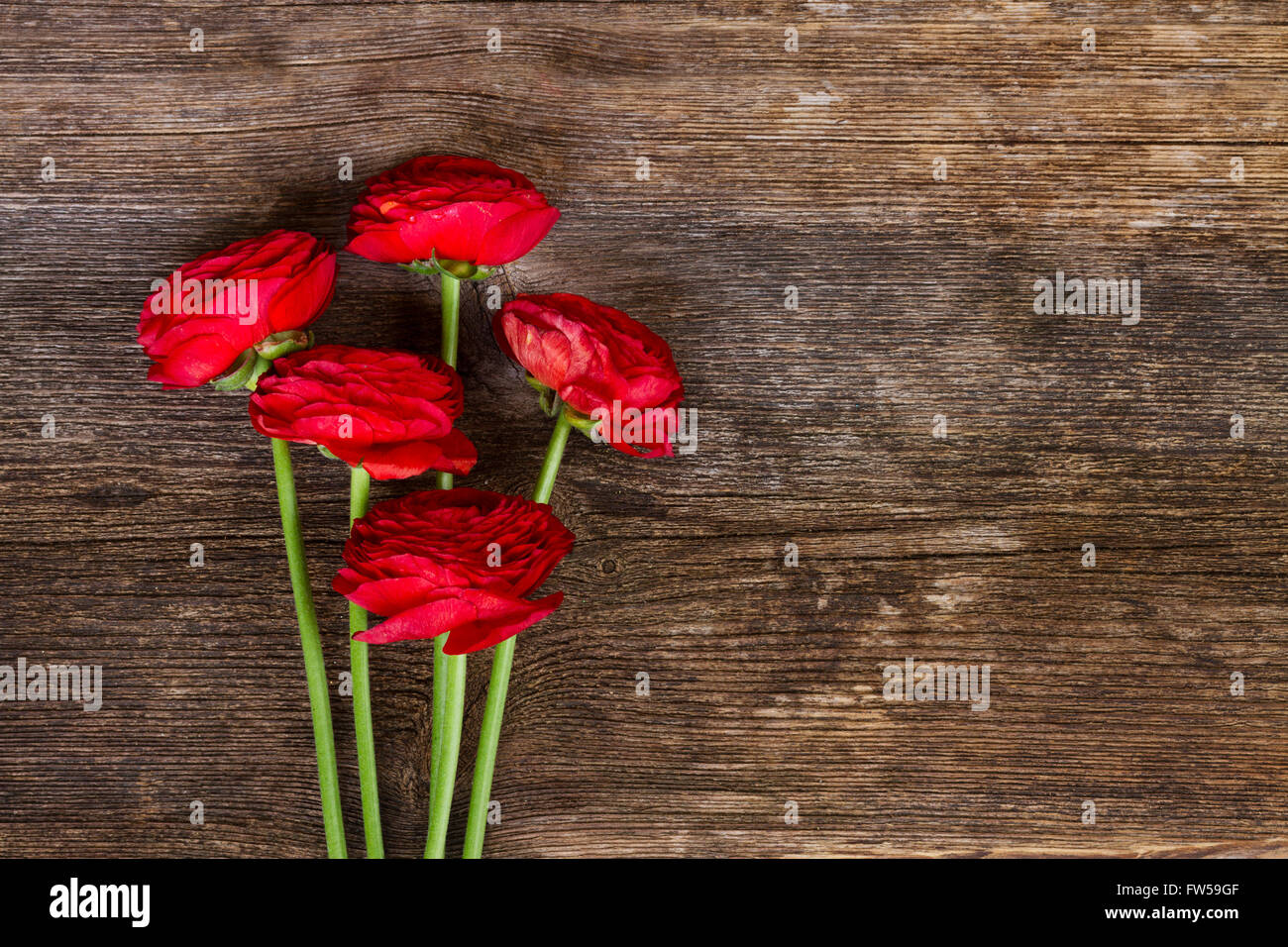 red ranunculus flowers Stock Photo - Alamy