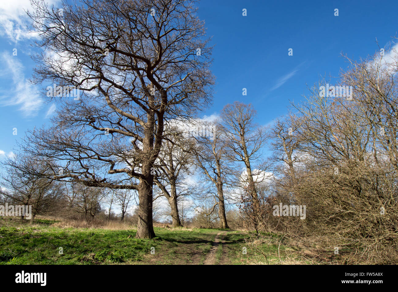 Tall trees sky kent woodland hi-res stock photography and images - Alamy
