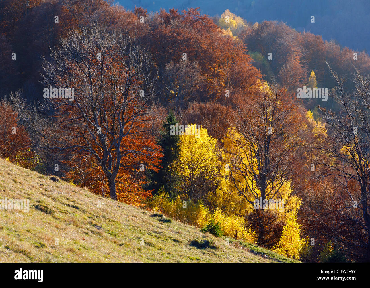 Forest on slope hi-res stock photography and images - Alamy