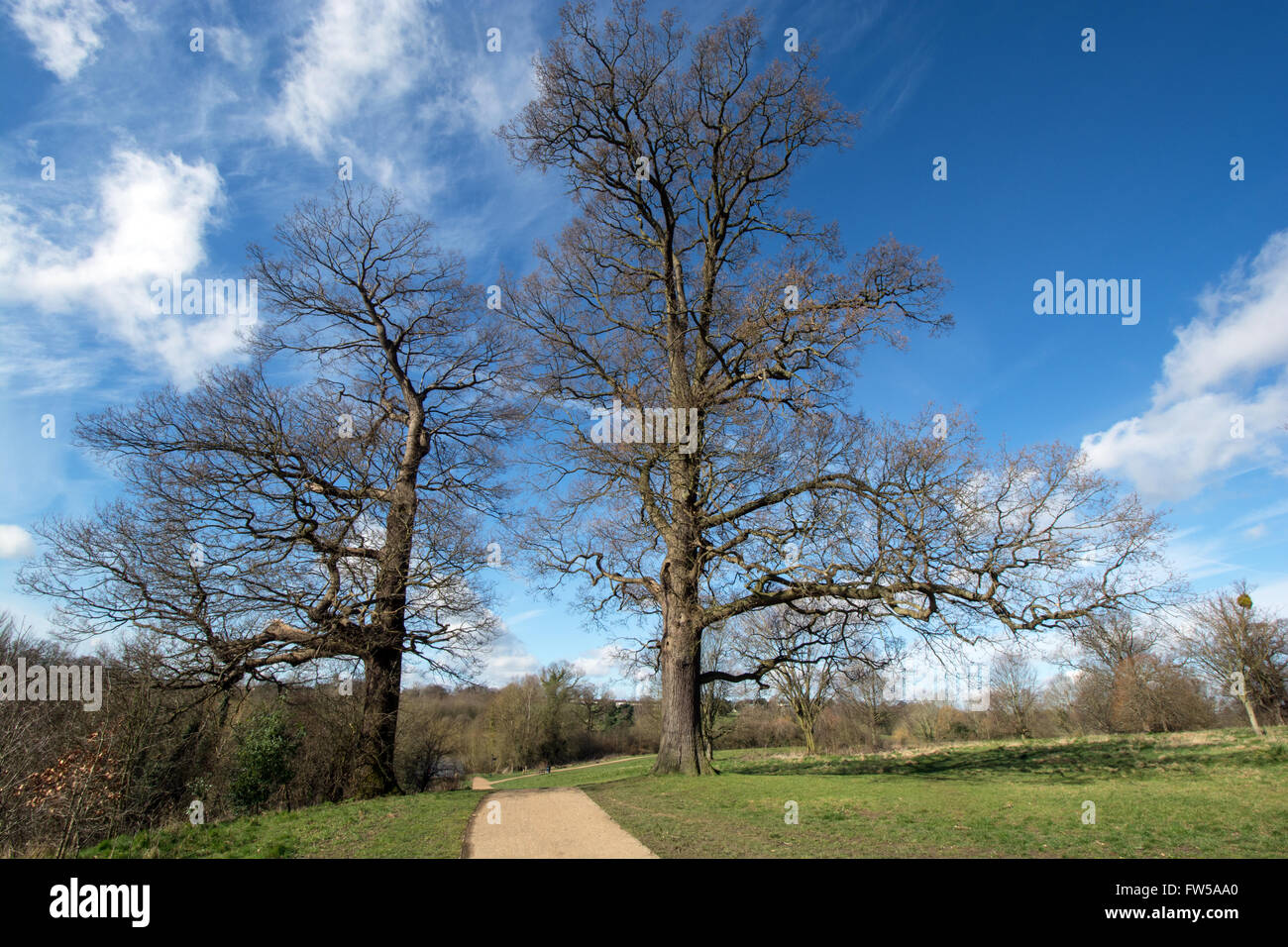 Two large trees against a blue sky Stock Photo - Alamy
