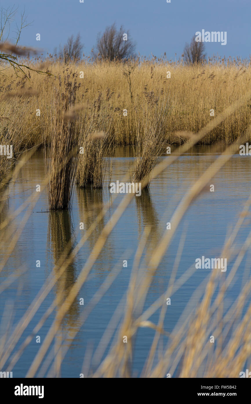 golden reed beds in a marshland Stock Photo - Alamy