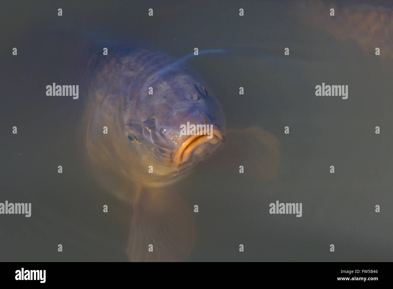 Common carp mirror carp cyprinus hi-res stock photography and images ...