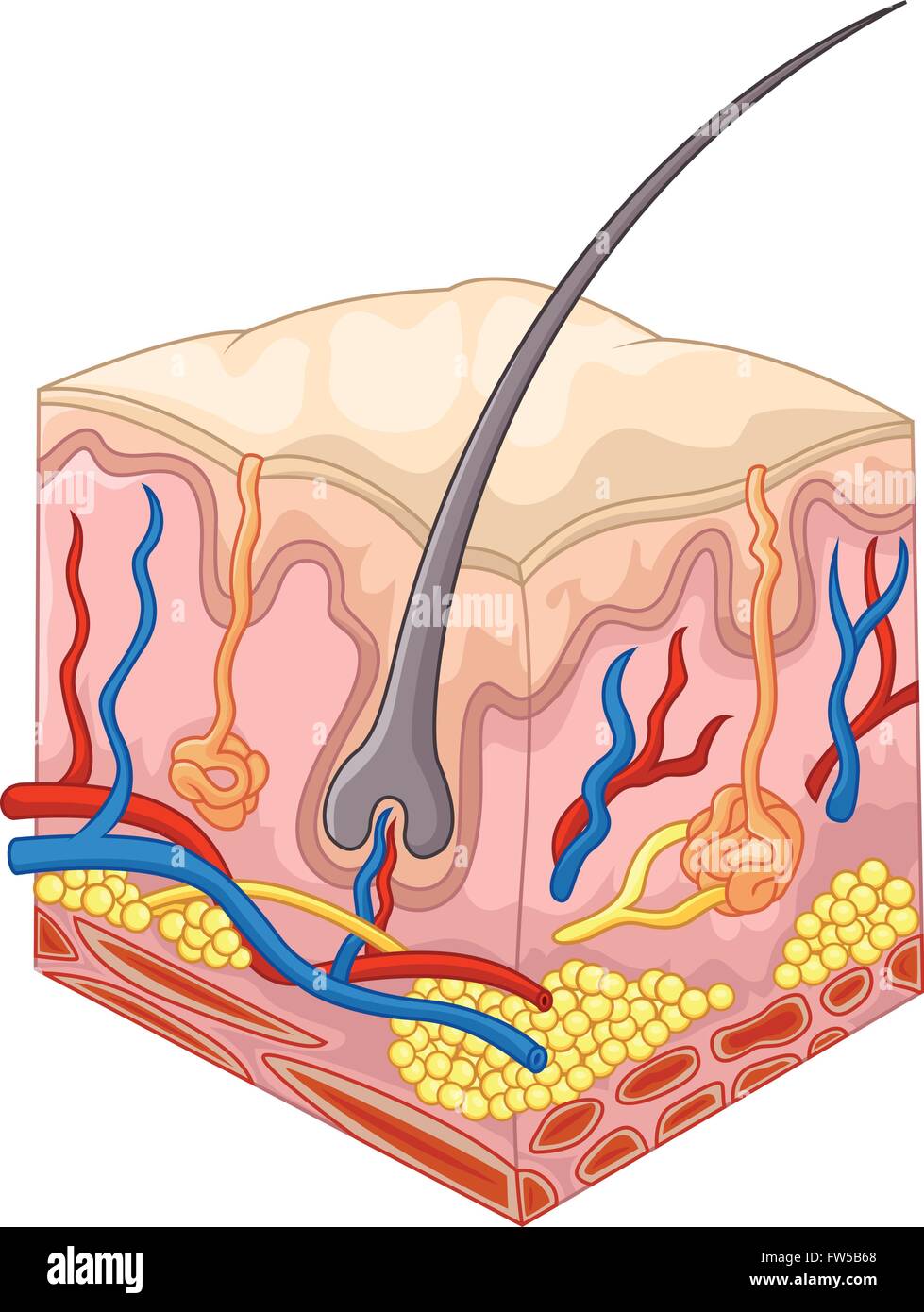 Pores vector vectors hi-res stock photography and images - Alamy