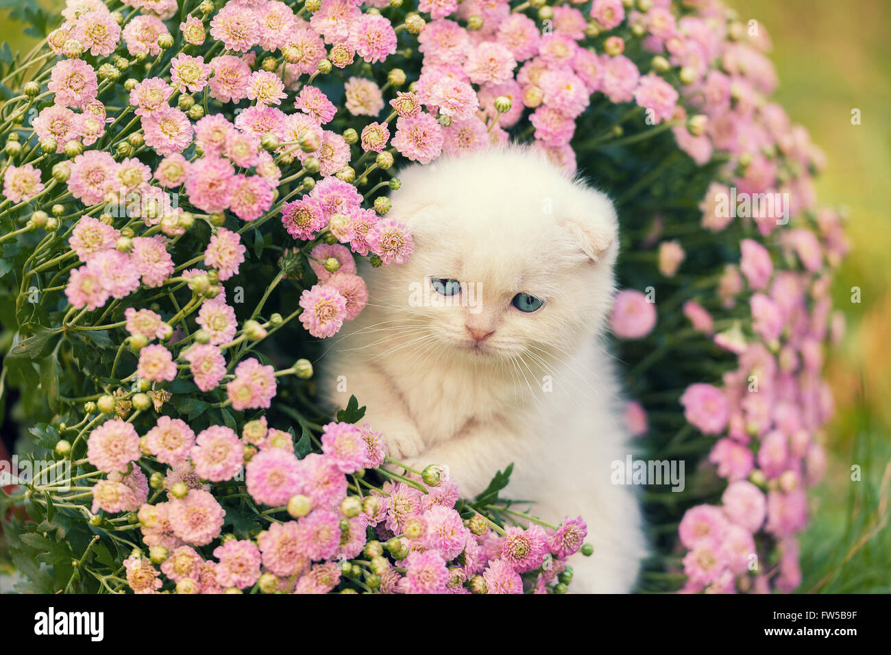 Beautiful scottish kitten sitting in hi-res stock photography and ...