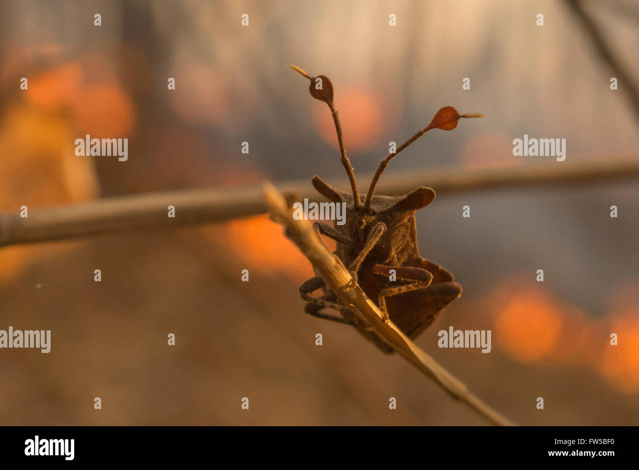 Fire escape escaping hi-res stock photography and images - Alamy