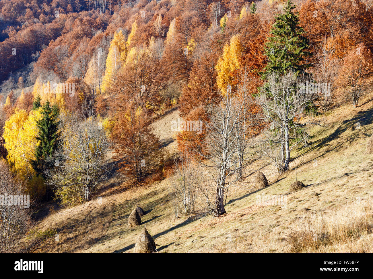 Autumn misty mountain slope with colorful trees and haystacks Stock ...