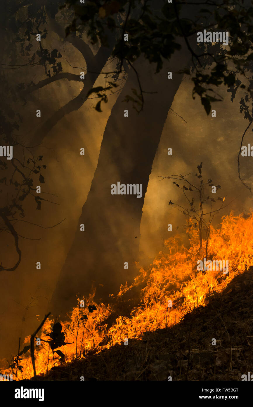 Indian flame tree hi-res stock photography and images - Alamy