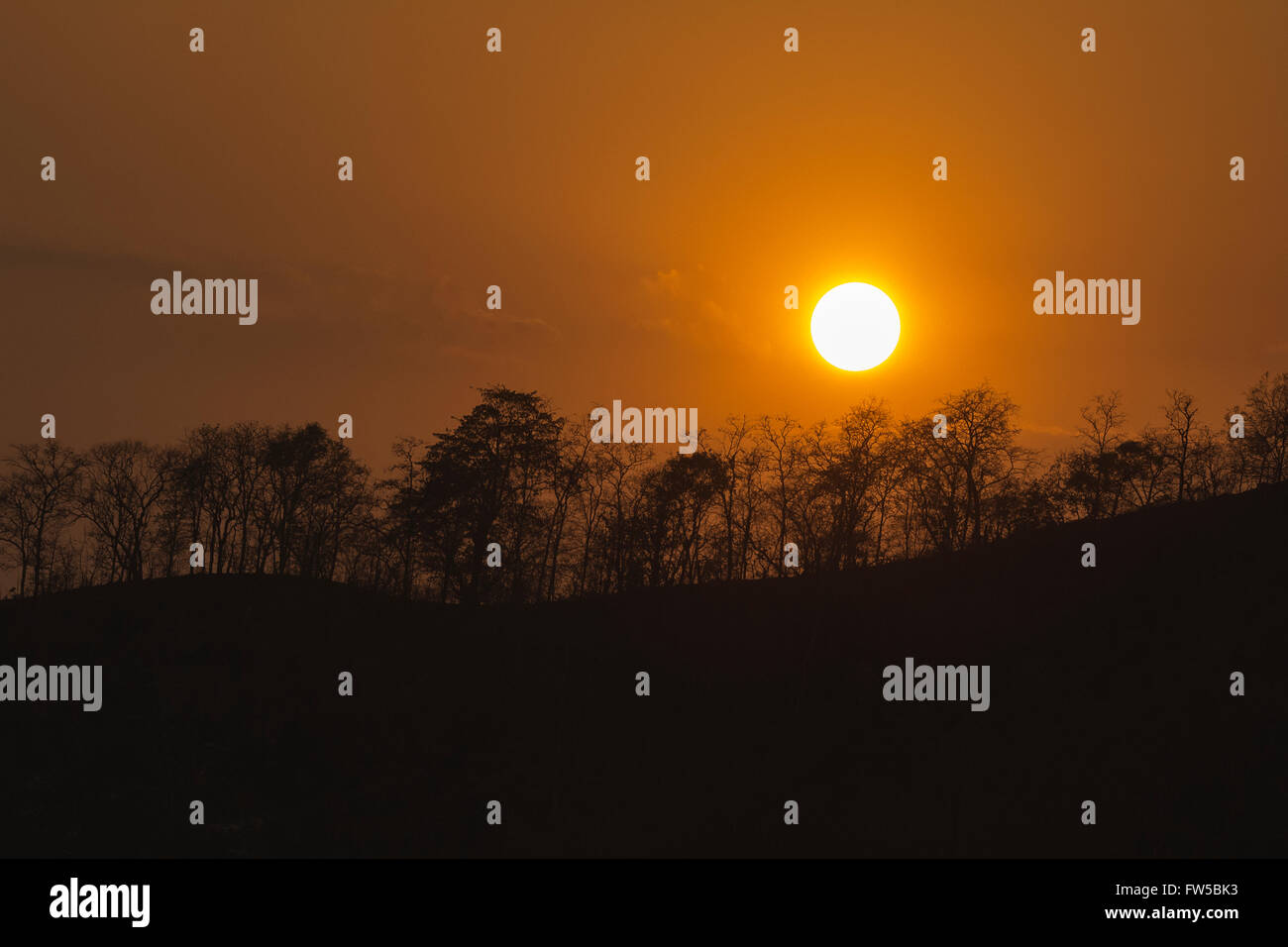 beautiful sunset in the forest Stock Photo - Alamy
