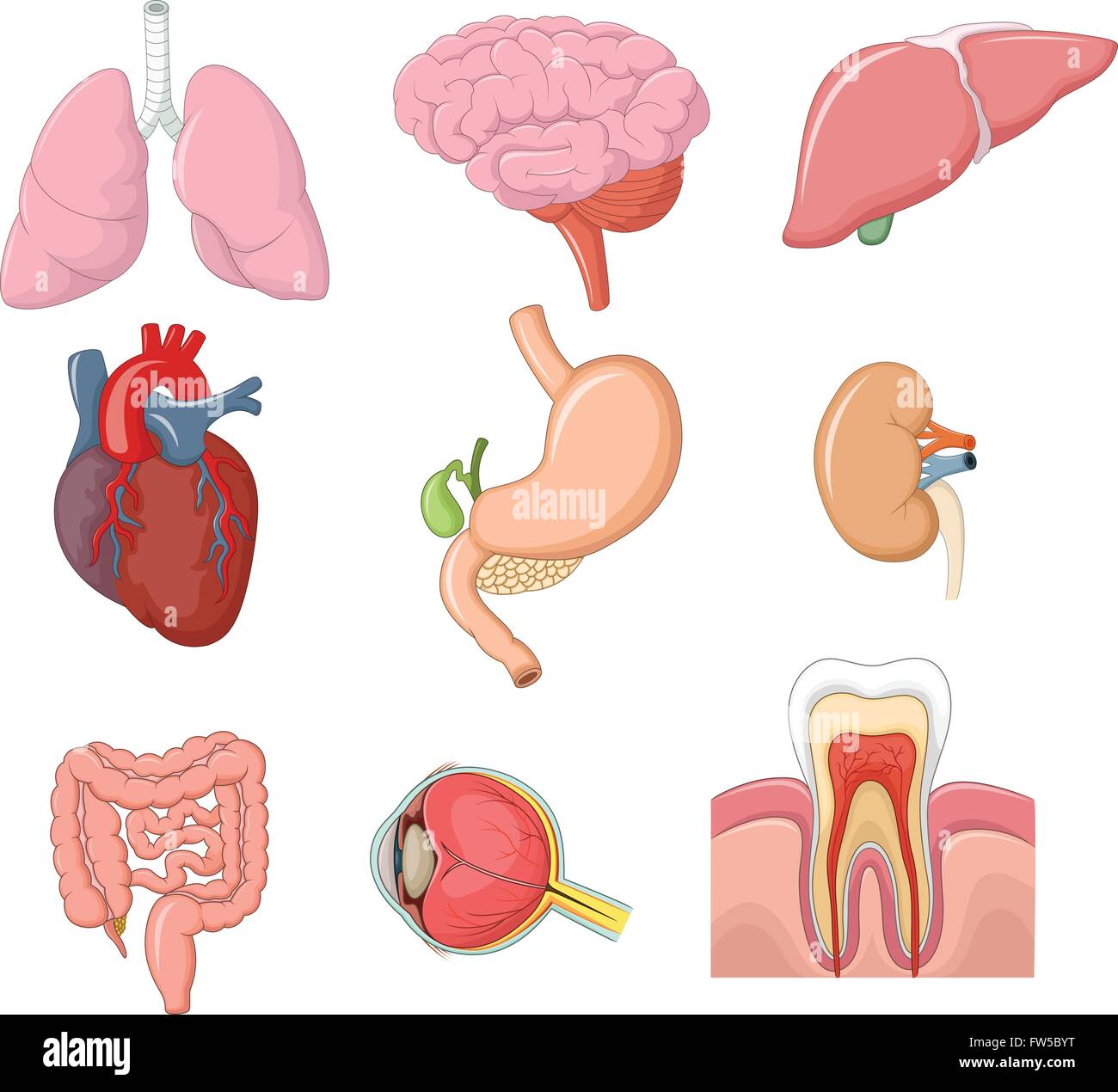 Illustration of internal human organs collection set Stock Vector Image ...