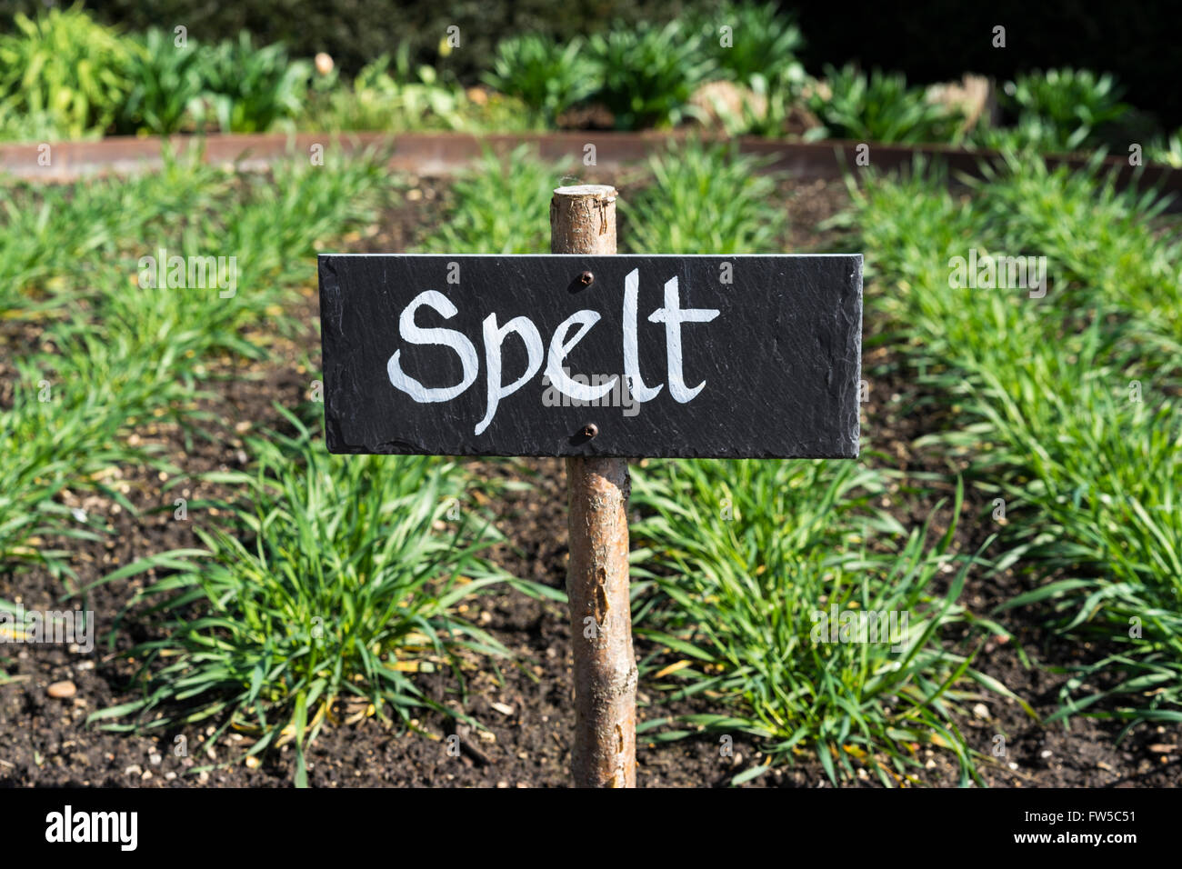 Rows of young cereal crop labelled Spelt, growing on the 'cereal safari ...