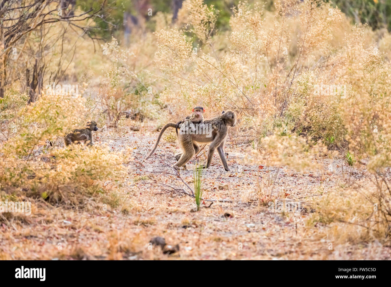 Baby chamca baboon (Papio ursinus) riding on its mother's back, Sandibe ...