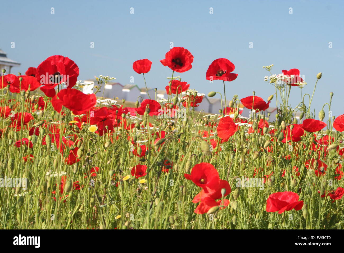 Poppies at the Seaside Stock Photo - Alamy