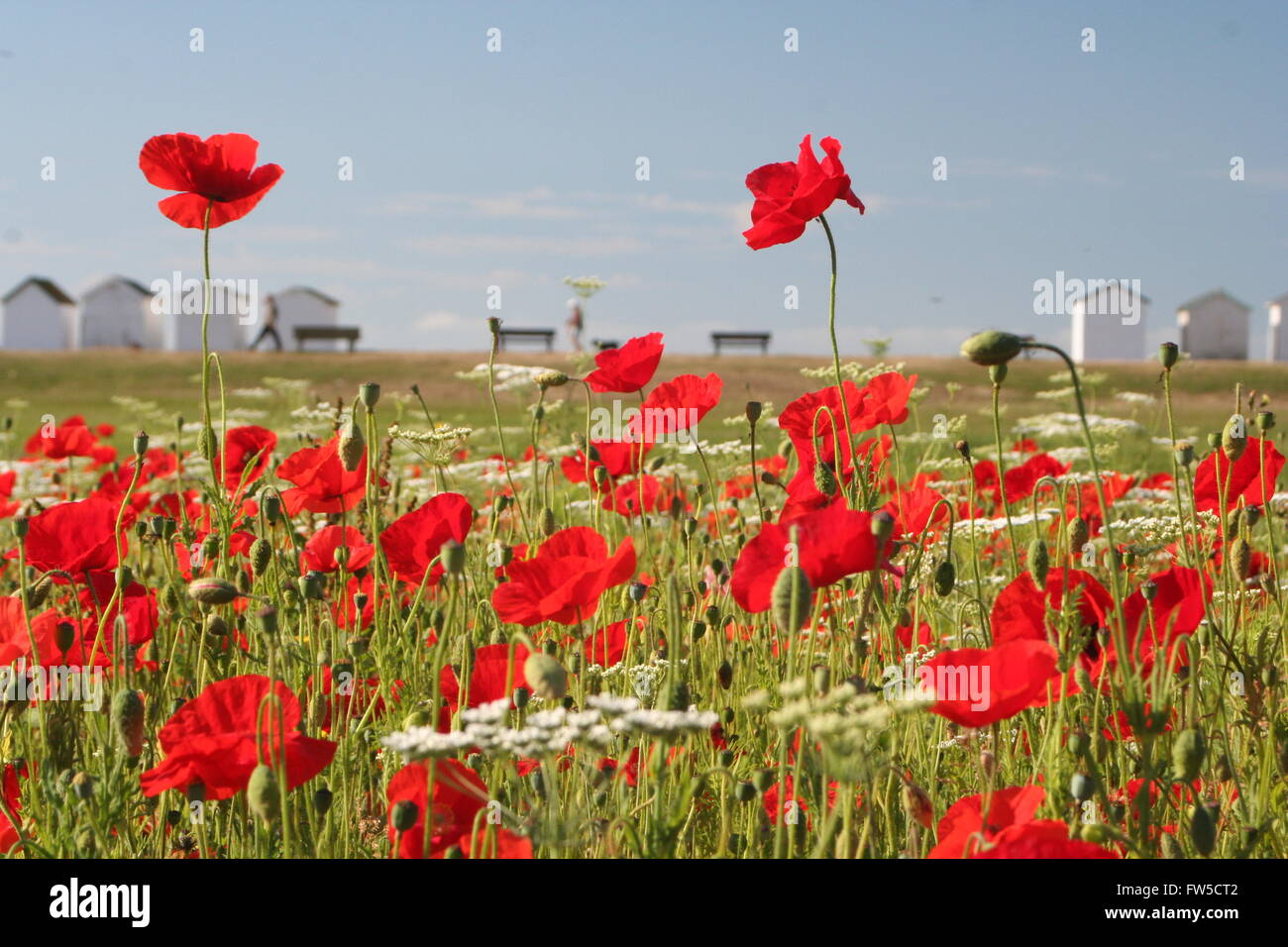 Poppies Standing Out at the Seaside Stock Photo - Alamy