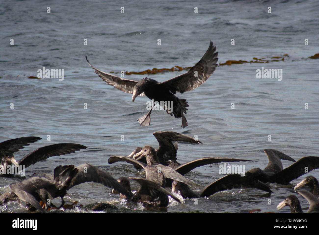 Southern Great Petrels Falkland Islands British Overseas Territory ...