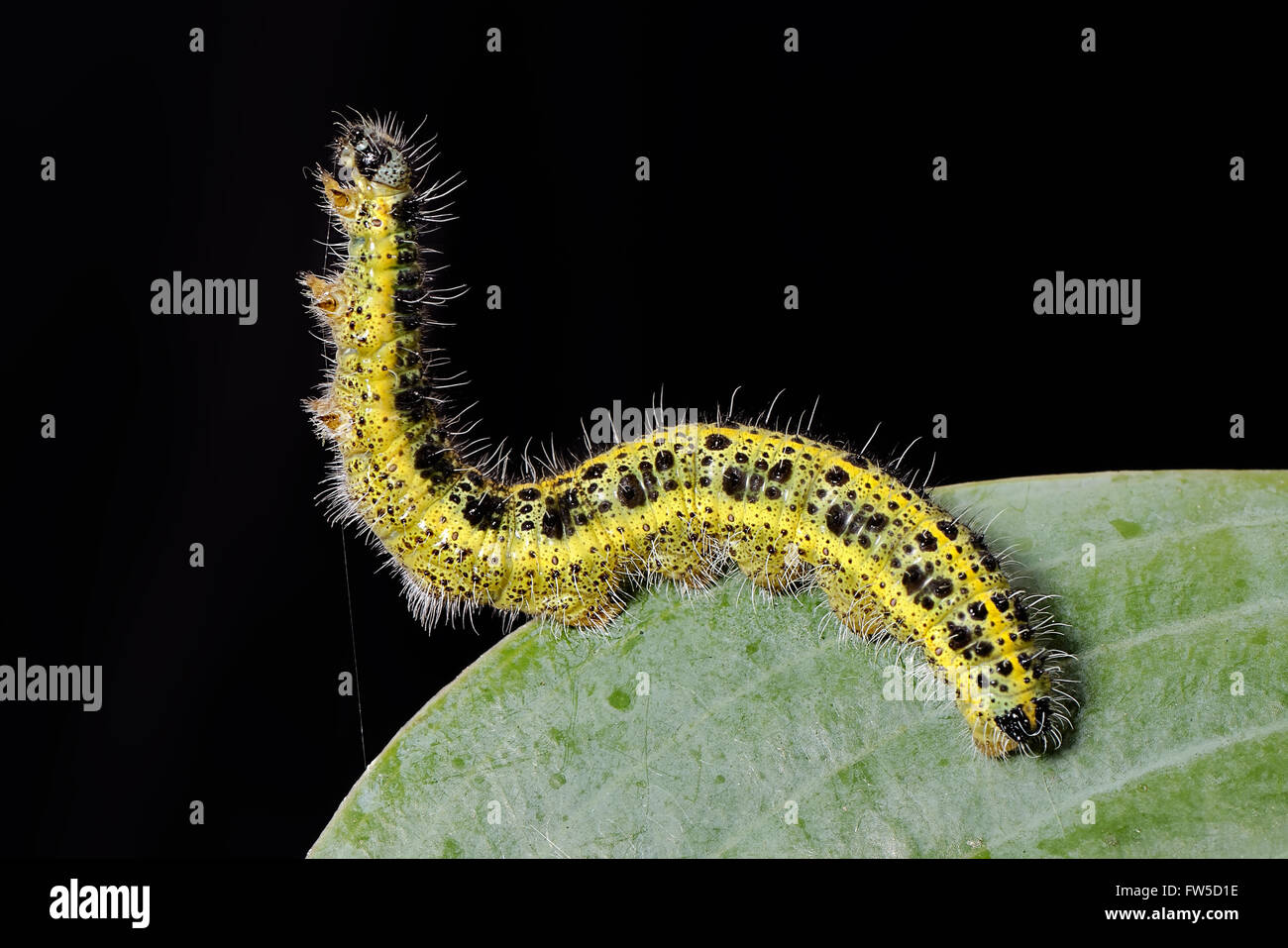 Furry black caterpillar hi-res stock photography and images - Alamy