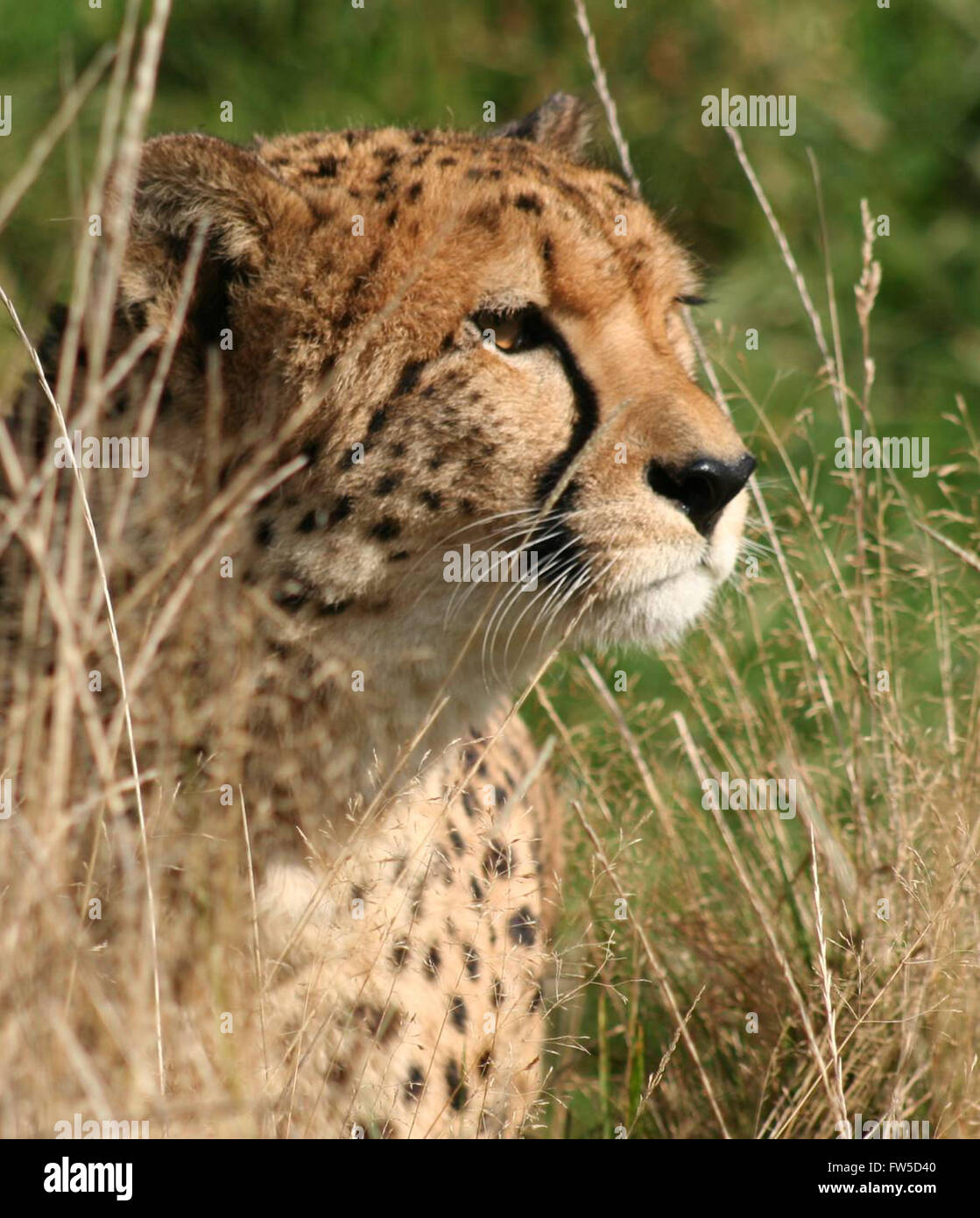 Cheetah watching in the long grass Stock Photo - Alamy
