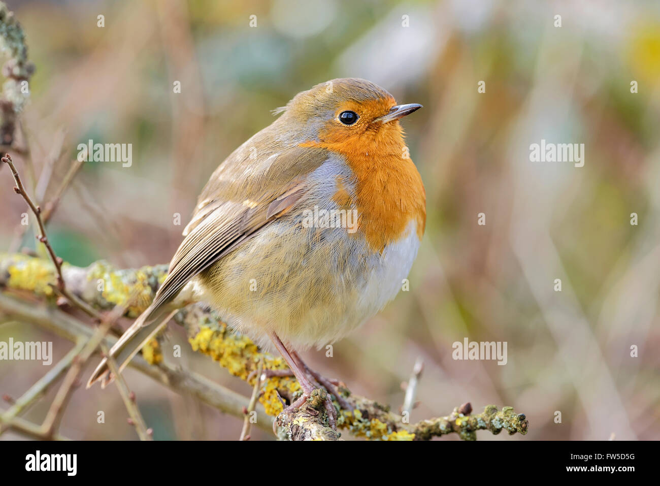 Robin ultra sharp macro image Stock Photo - Alamy