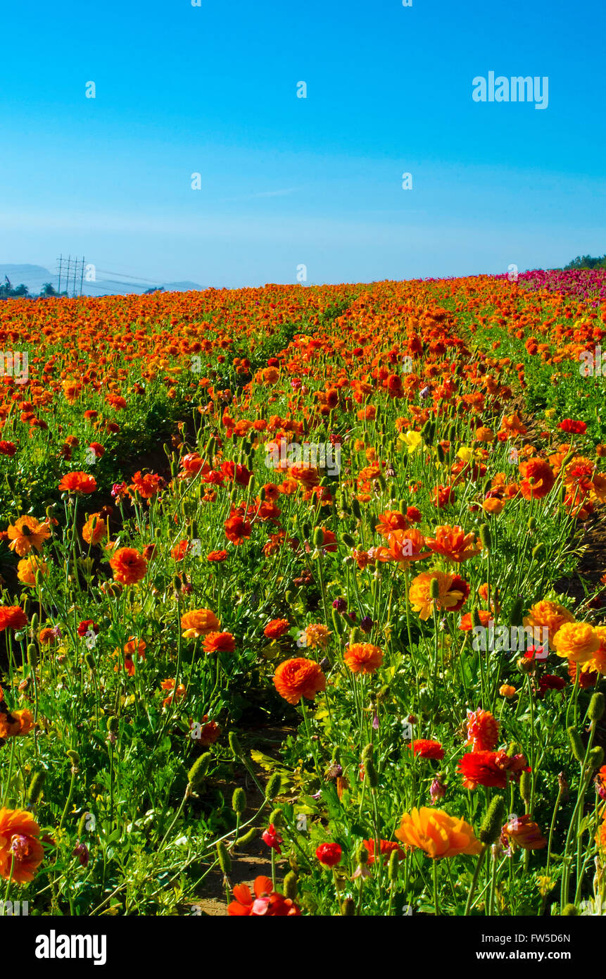 Field of orange Ranunculus meet the blue sky at the horizon Stock Photo ...